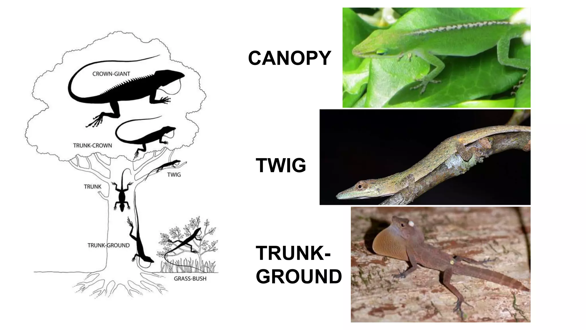 Darwin's Microevolution & Macroevolution (no videos) - Chaidir Adam ...