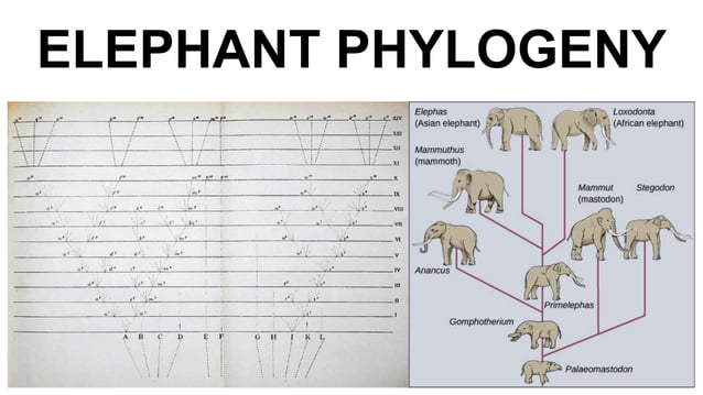 Darwin's Microevolution & Macroevolution (no videos) - Chaidir Adam ...
