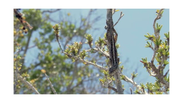 Darwin's Microevolution & Macroevolution (no videos) - Chaidir Adam ...