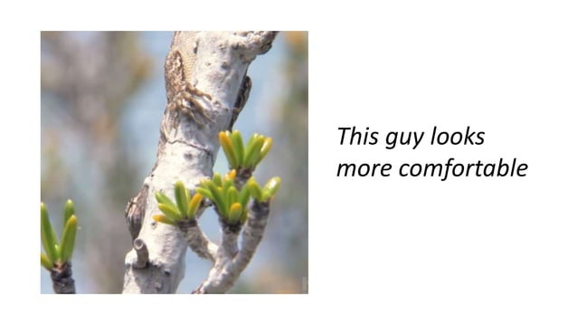 Darwin's Microevolution & Macroevolution (no videos) - Chaidir Adam ...