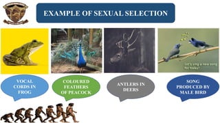 Darwin sexual selction, pangensis and artificial theory | PPTX