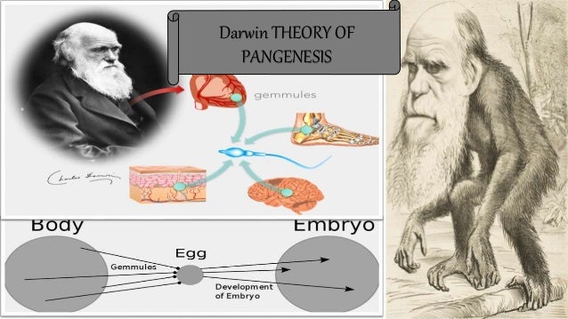 Darwin sexual selction, pangensis and artificial theory