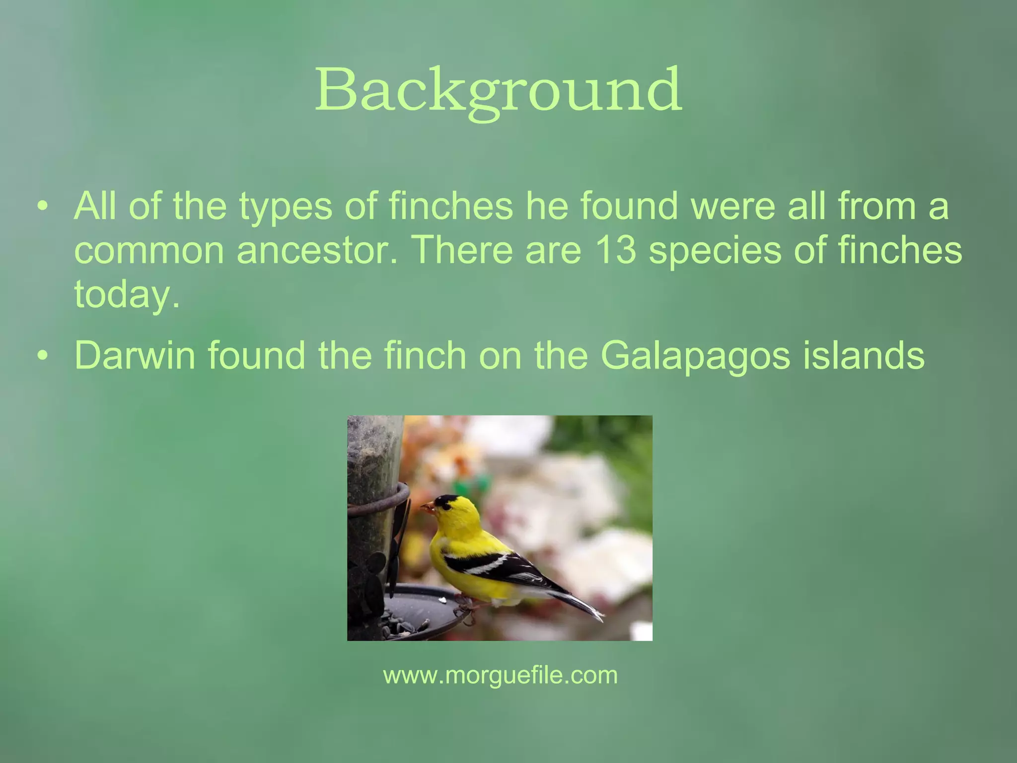 Darwins Finches | PPT