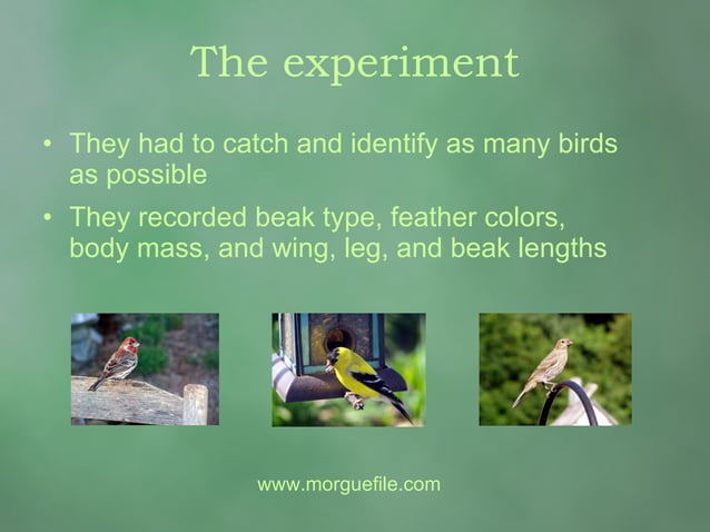 Darwins Finches | PPT