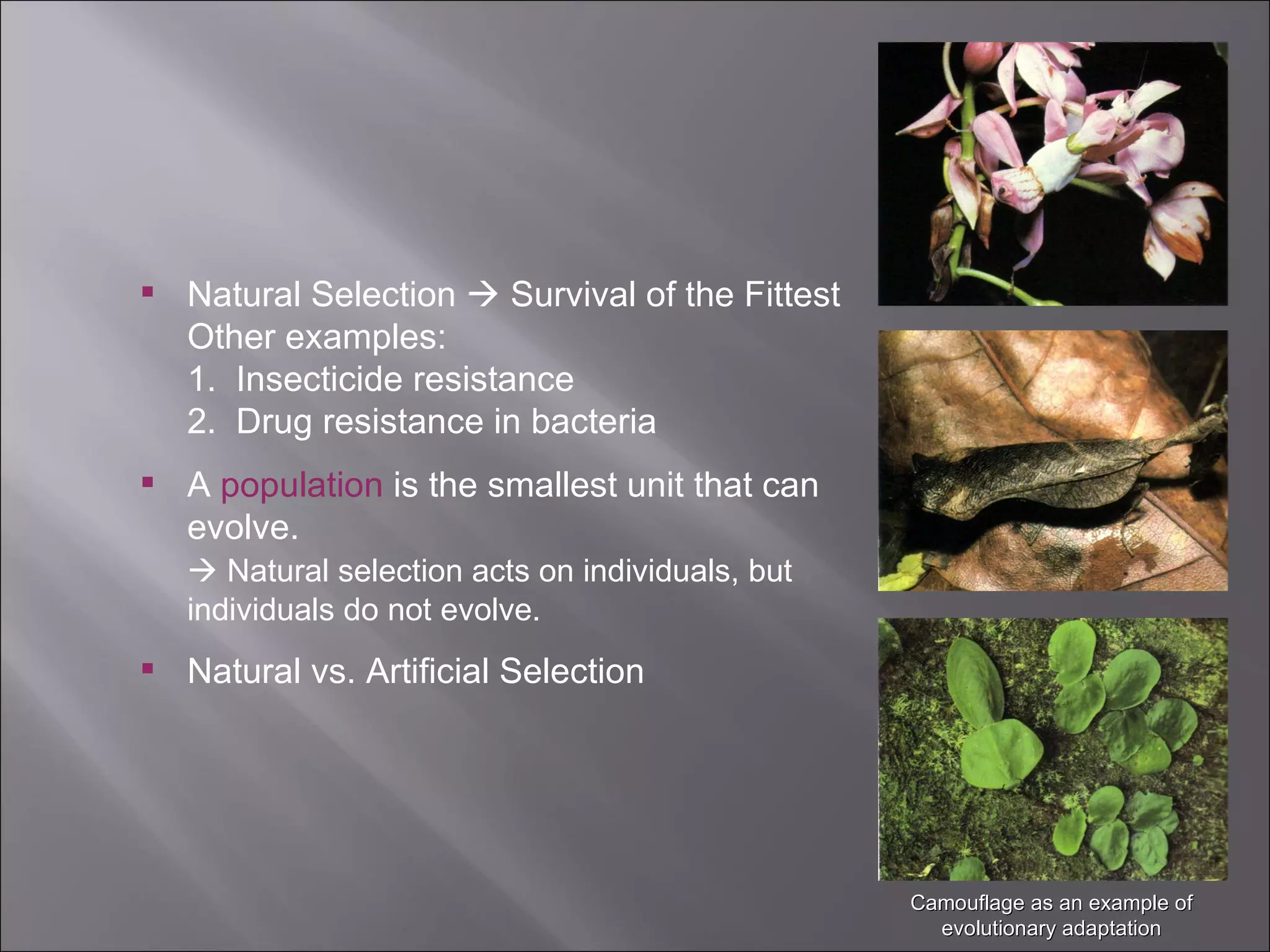 Darwin’s theory of evolution | PPT | Genetics | Science