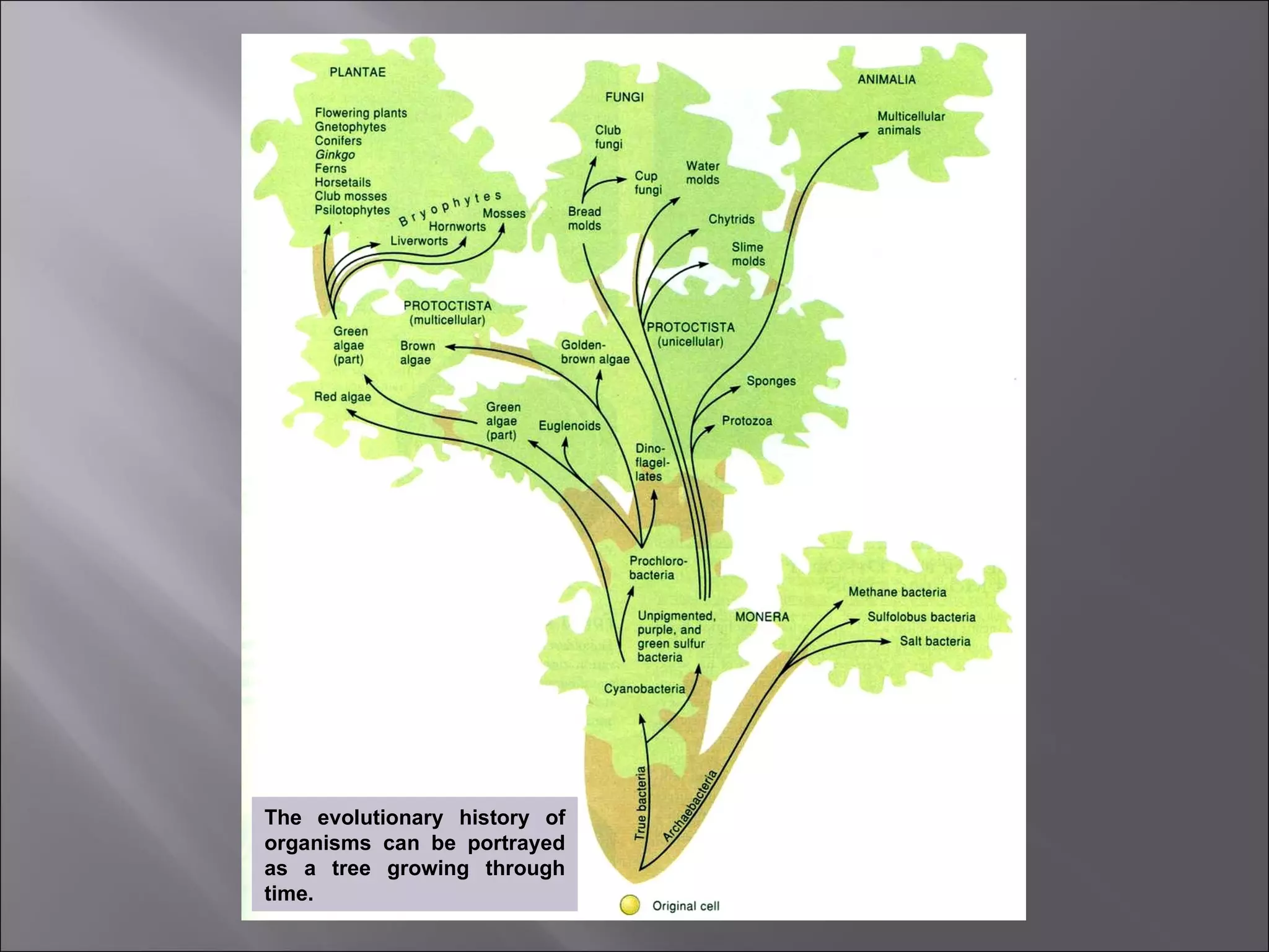 Darwin’s theory of evolution | PPT