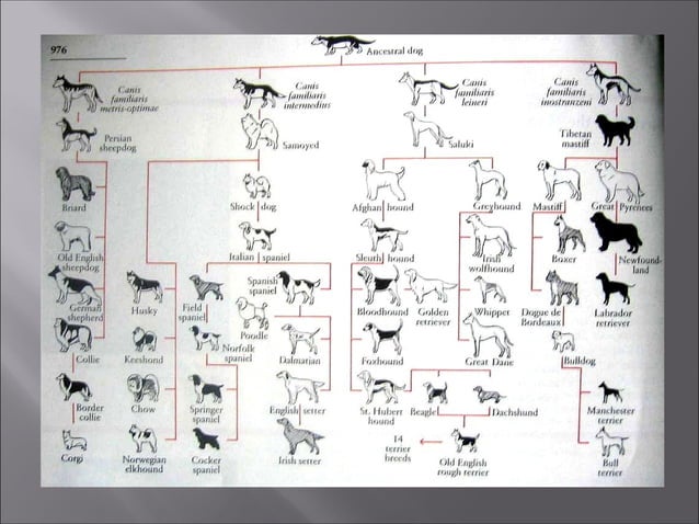 Darwin’s theory of evolution | PPT | Genetics | Science