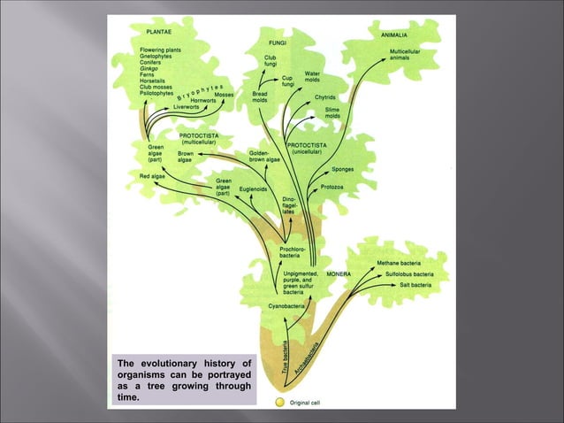 Darwin’s theory of evolution | PPT | Genetics | Science