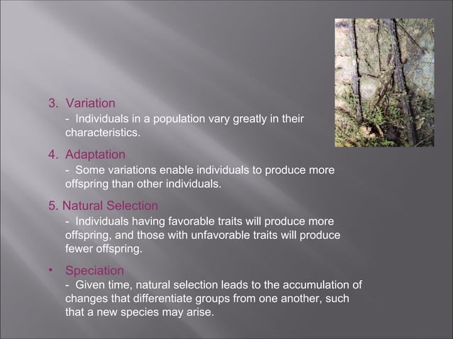 Darwin’s theory of evolution | PPT | Genetics | Science