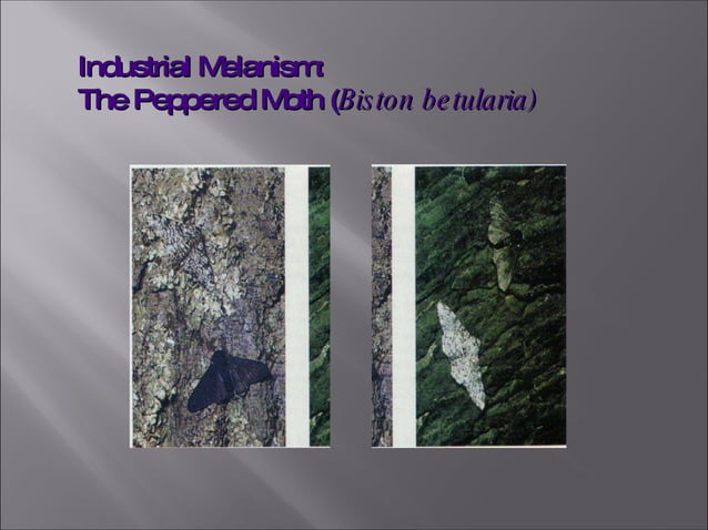 Darwin’s theory of evolution | PPT | Genetics | Science