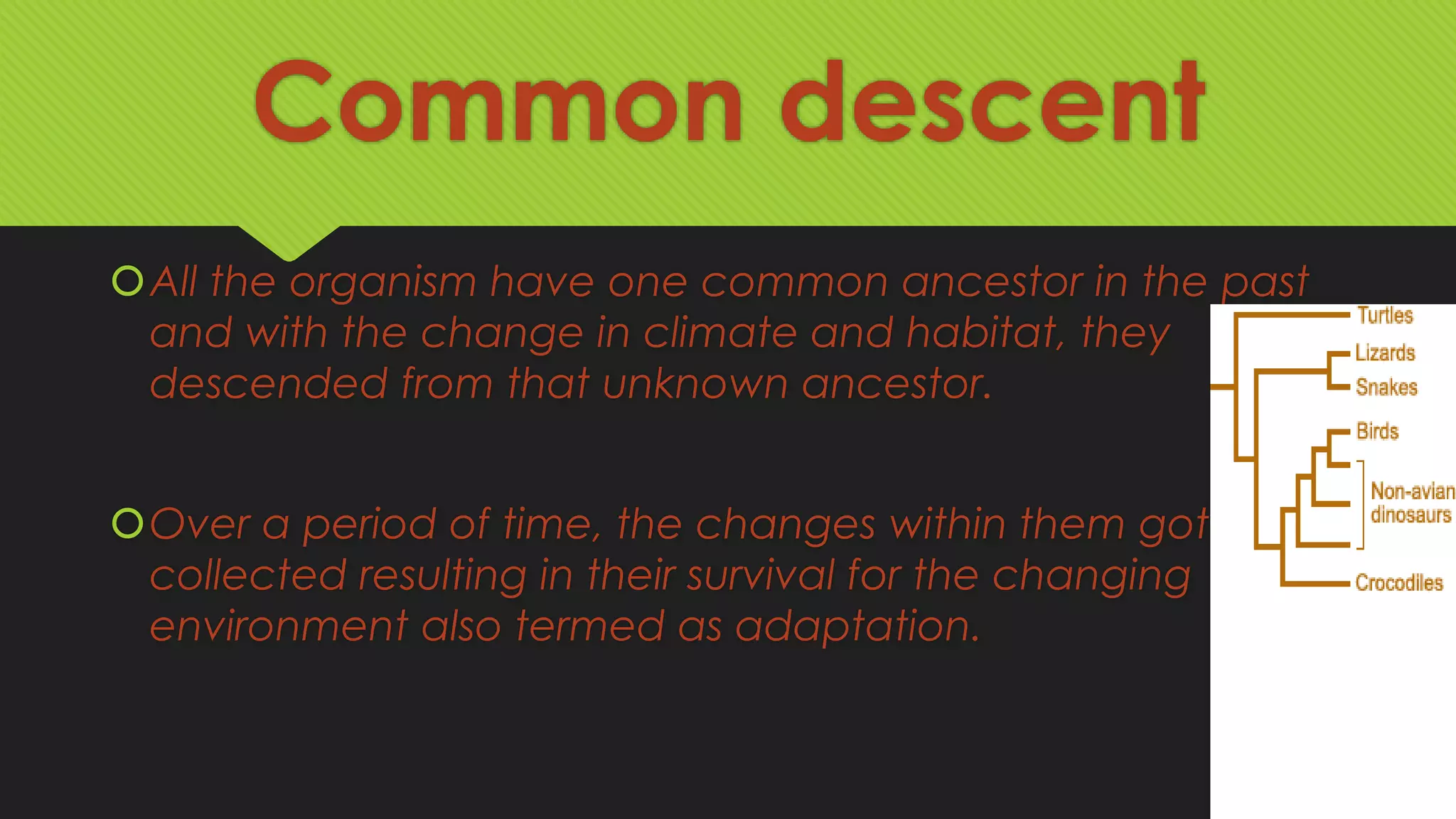 Darwin’s theory of evolution | PPTX