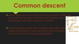 Darwin’s theory of evolution | PPTX