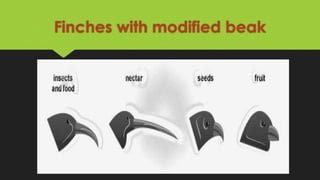 Darwin’s theory of evolution | PPTX