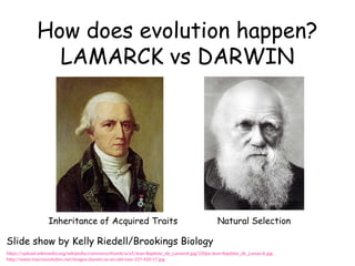 Darwin vs. Lamarck Theories of Evolution | PPT