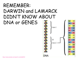 Darwin vs. Lamarck Theories of Evolution | PPT