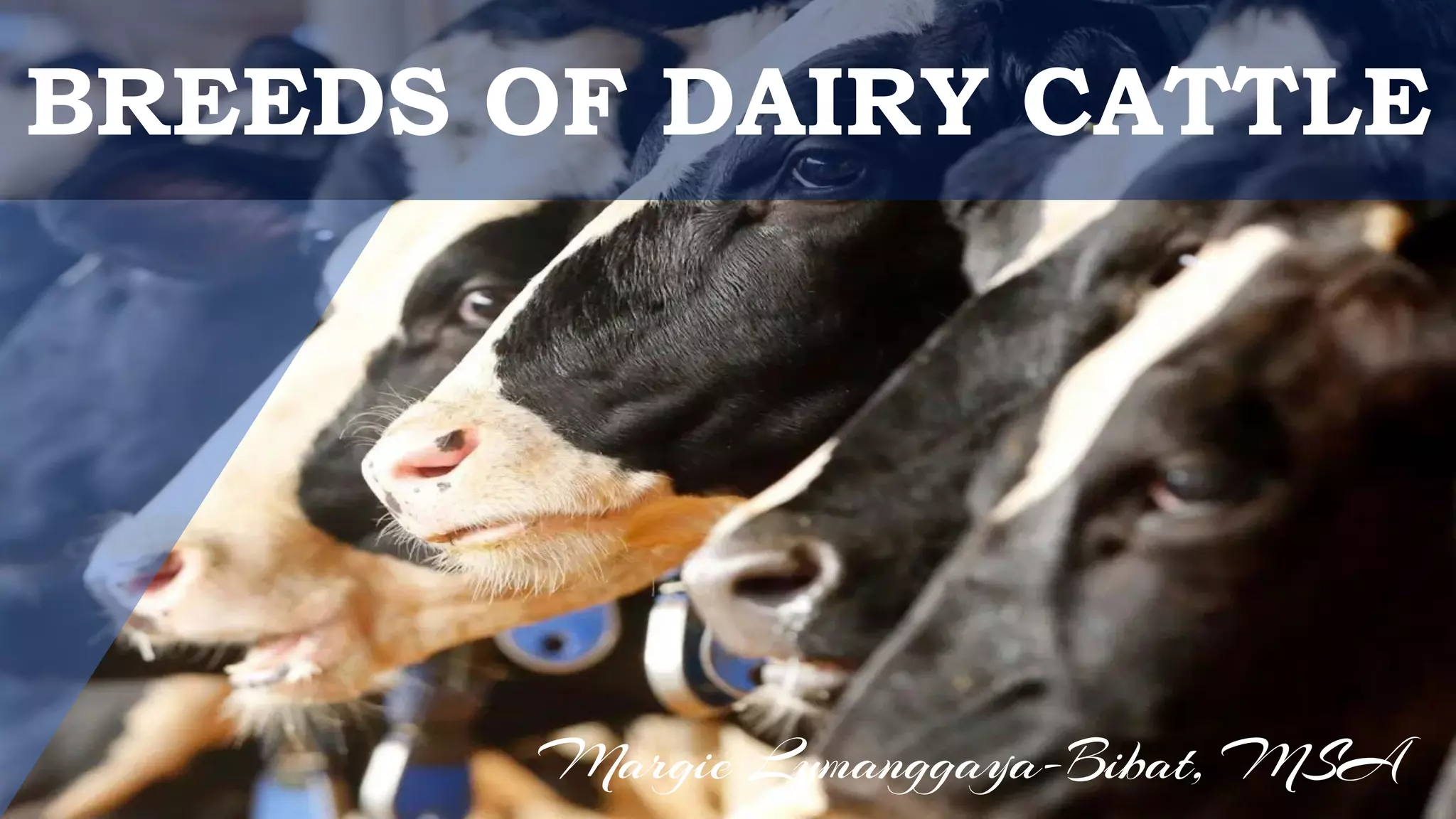 Dairy cattle breeds | PDF