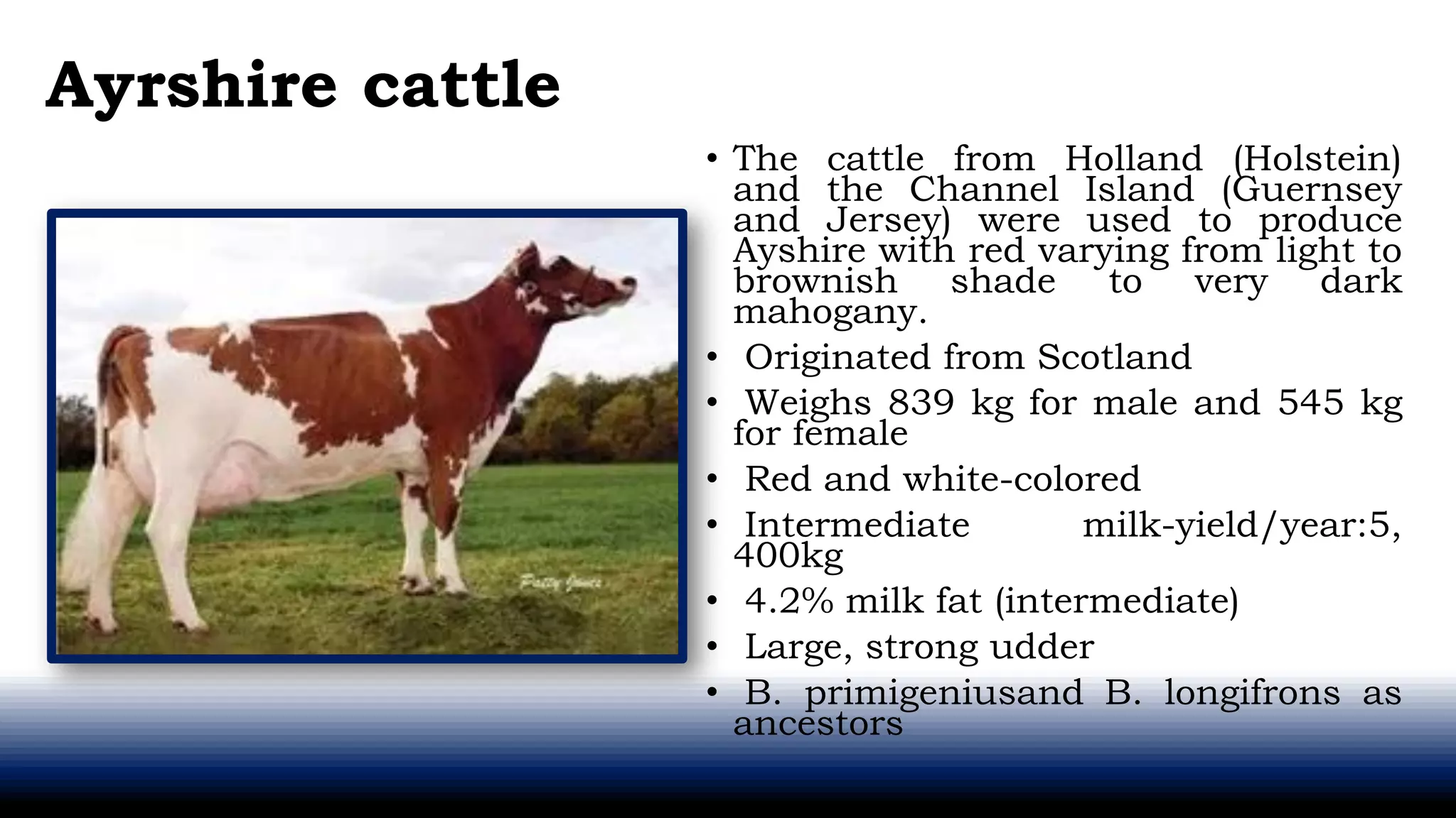 Dairy cattle breeds | PDF