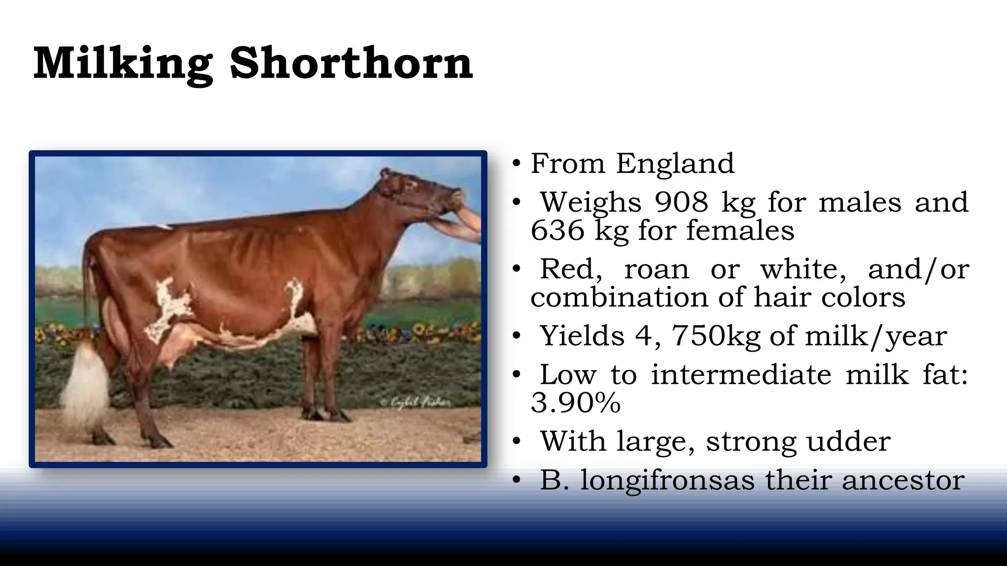 Dairy cattle breeds | PDF