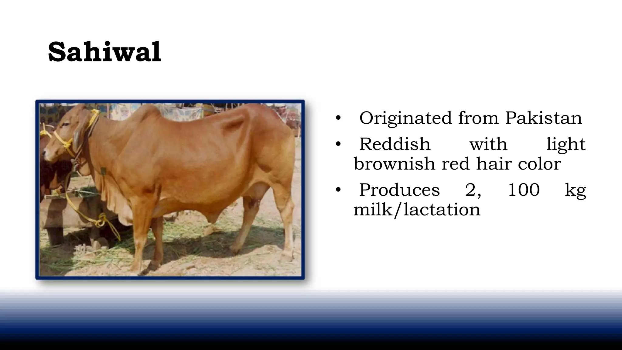 Dairy cattle breeds | PDF