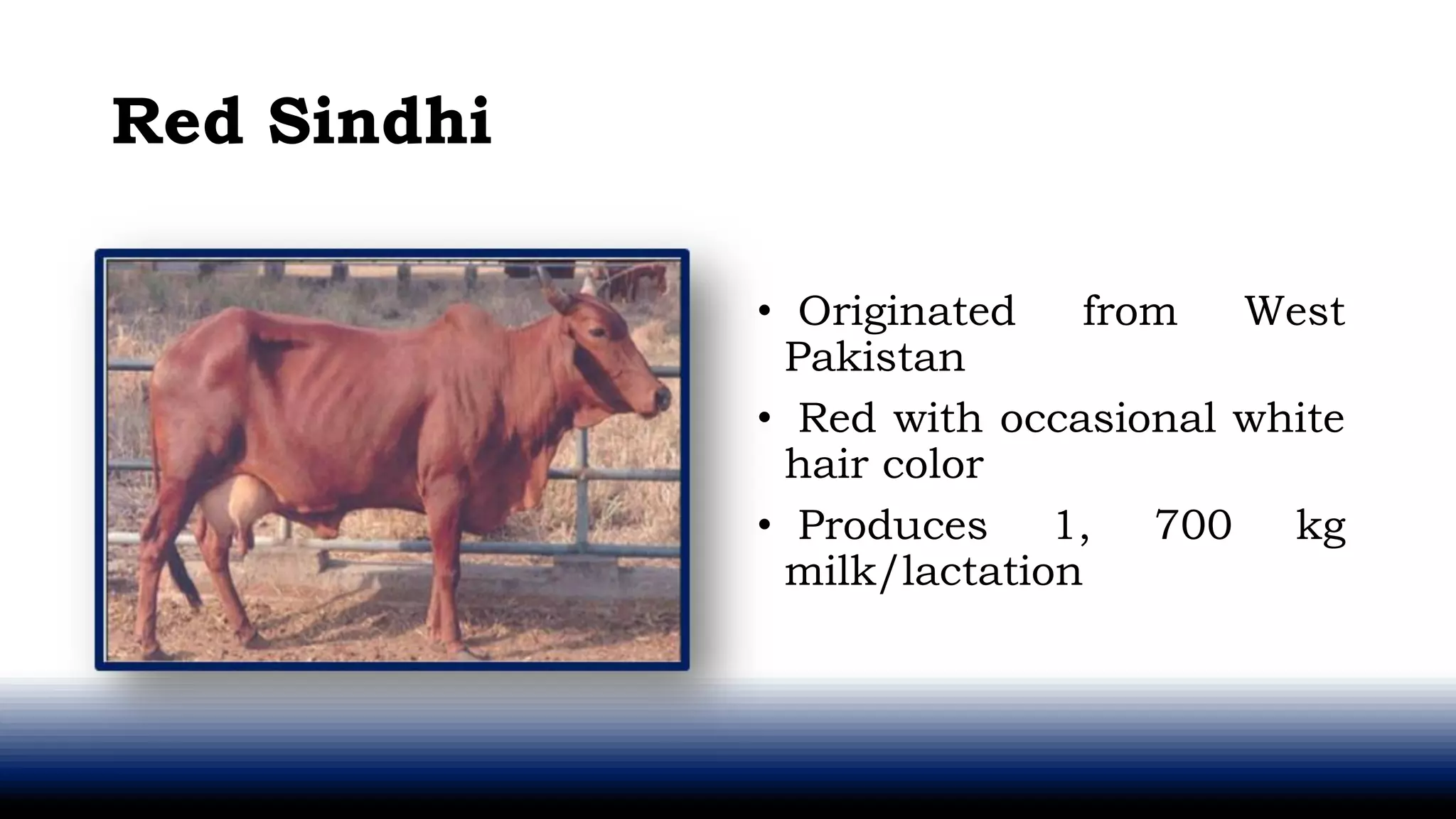 Dairy cattle breeds | PDF | Agriculture | Industries