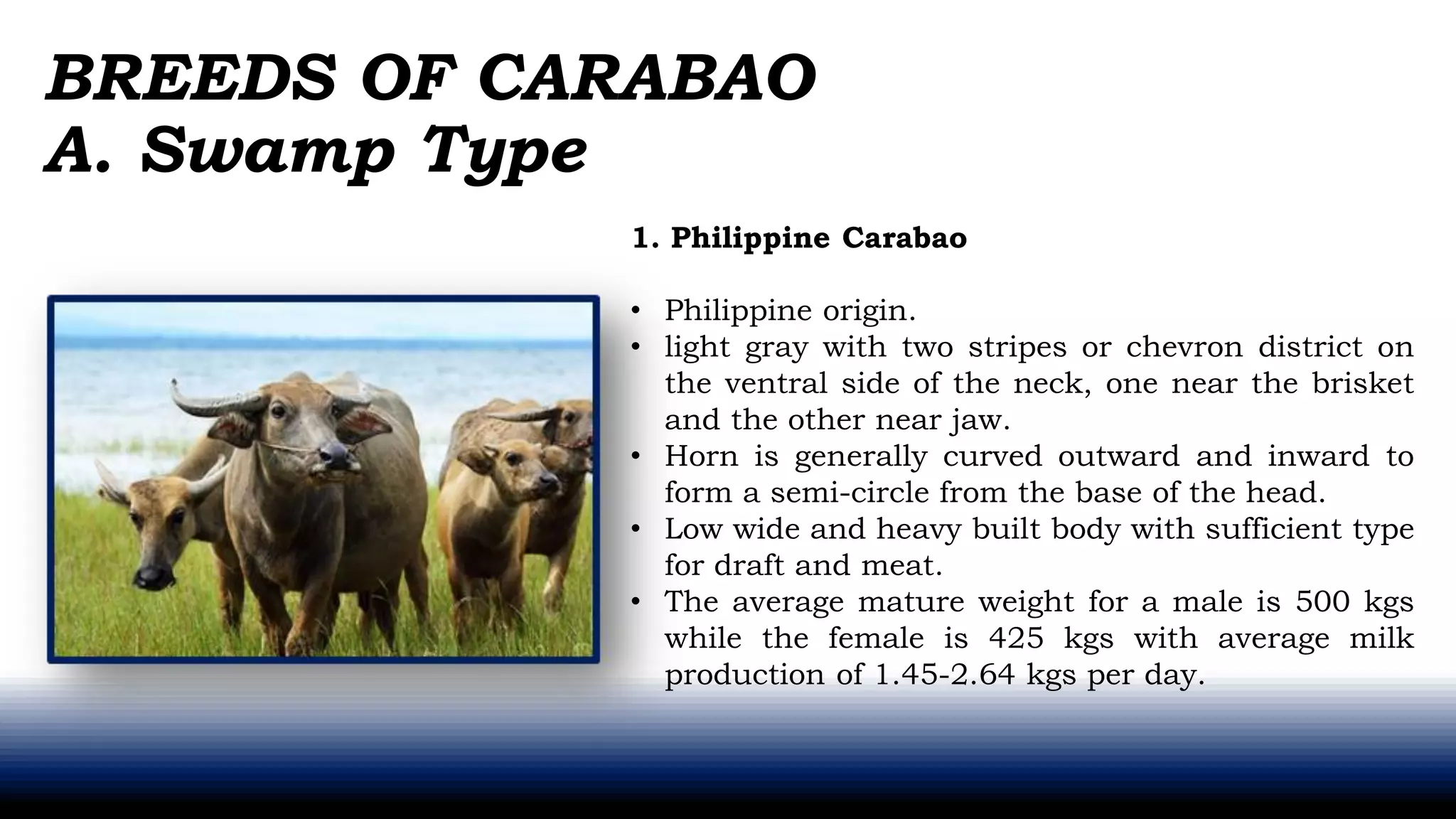 Dairy cattle breeds | PDF