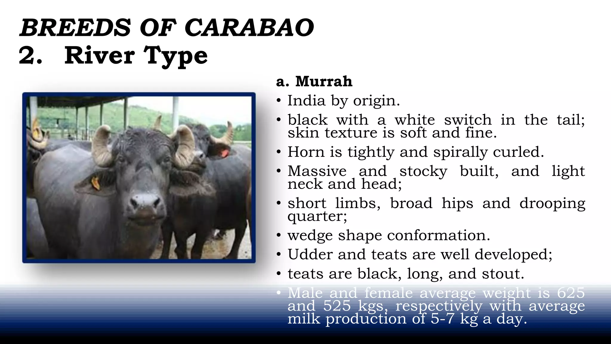 Dairy cattle breeds | PDF | Agriculture | Industries
