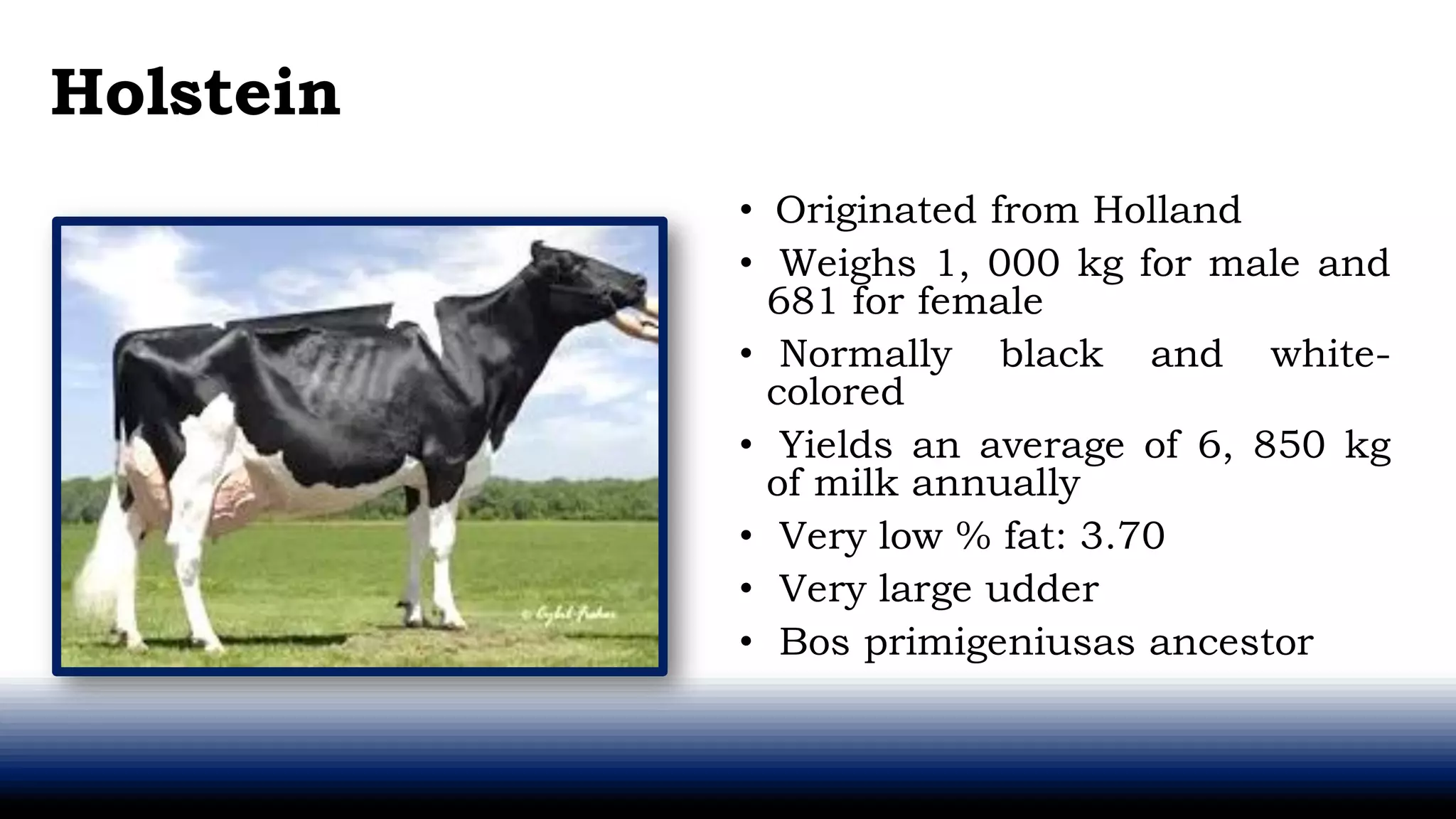 Dairy cattle breeds | PDF