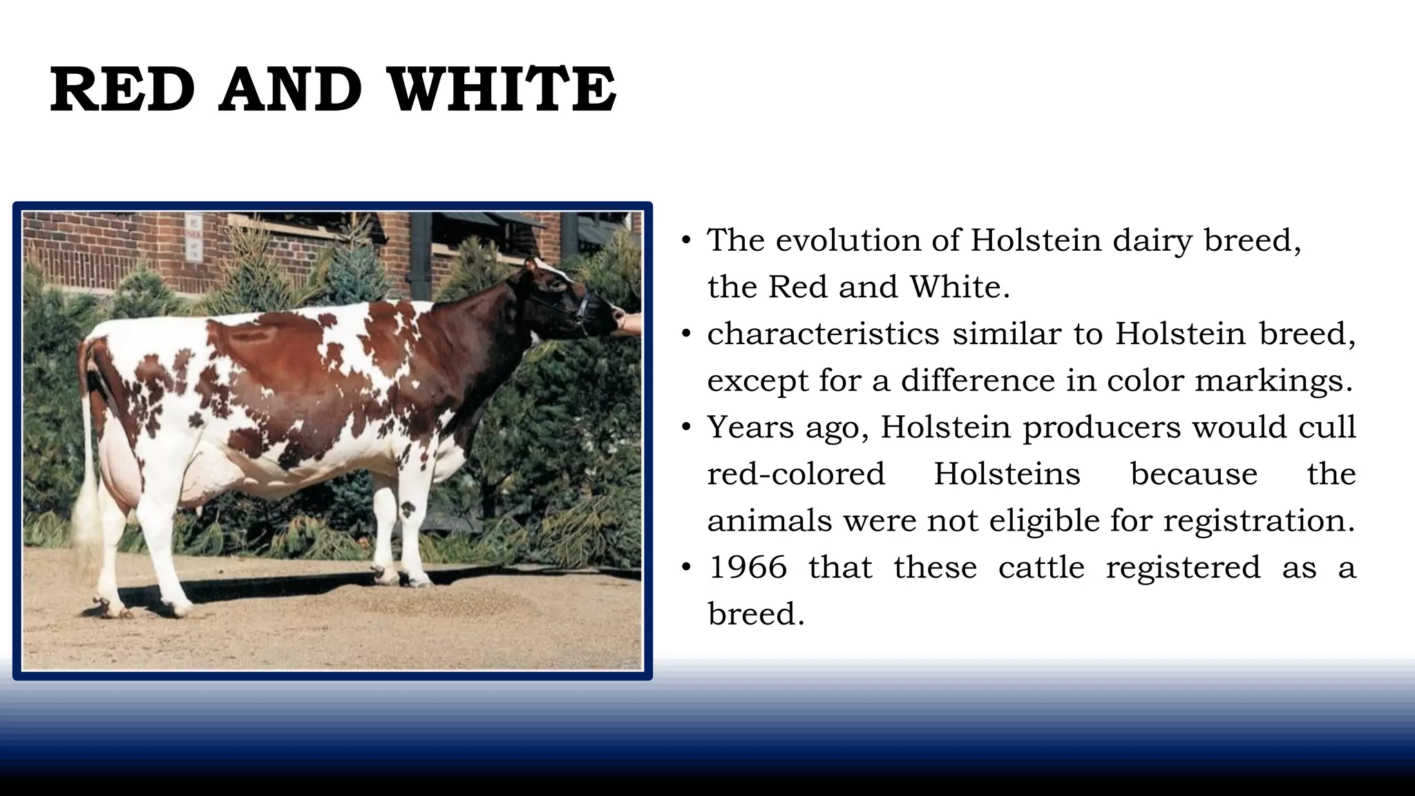 Dairy cattle breeds | PDF