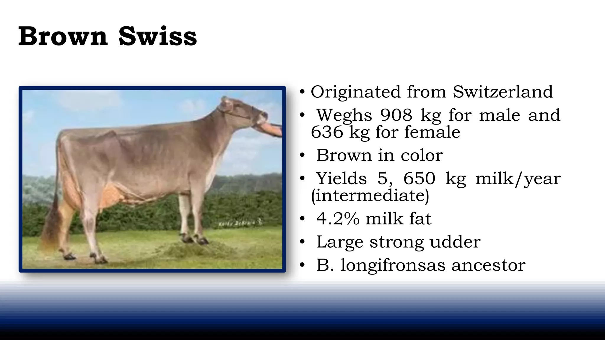 Dairy cattle breeds | PDF