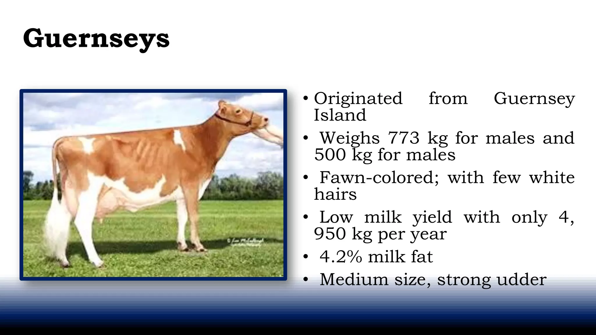 Dairy cattle breeds | PDF