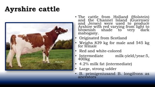 Dairy cattle breeds | PDF