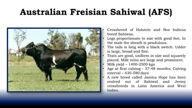 Dairy cattle breeds | PDF | Agriculture | Industries