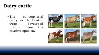 Dairy cattle breeds | PDF