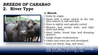 Dairy cattle breeds | PDF