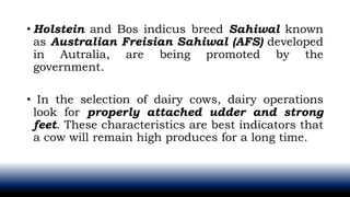 Dairy cattle breeds | PDF