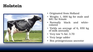 Dairy cattle breeds | PDF