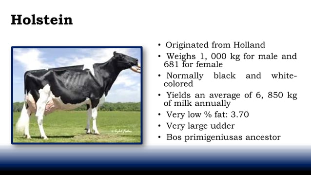 Dairy cattle breeds | PDF | Agriculture | Industries