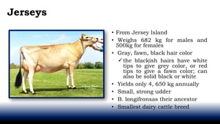 Dairy cattle breeds | PDF