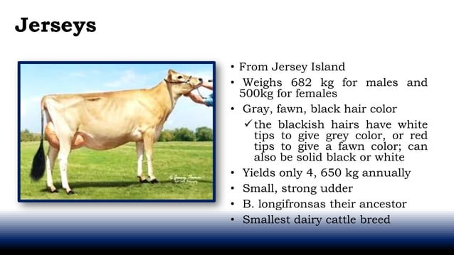 Dairy cattle breeds | PDF | Agriculture | Industries