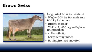 Dairy cattle breeds | PDF