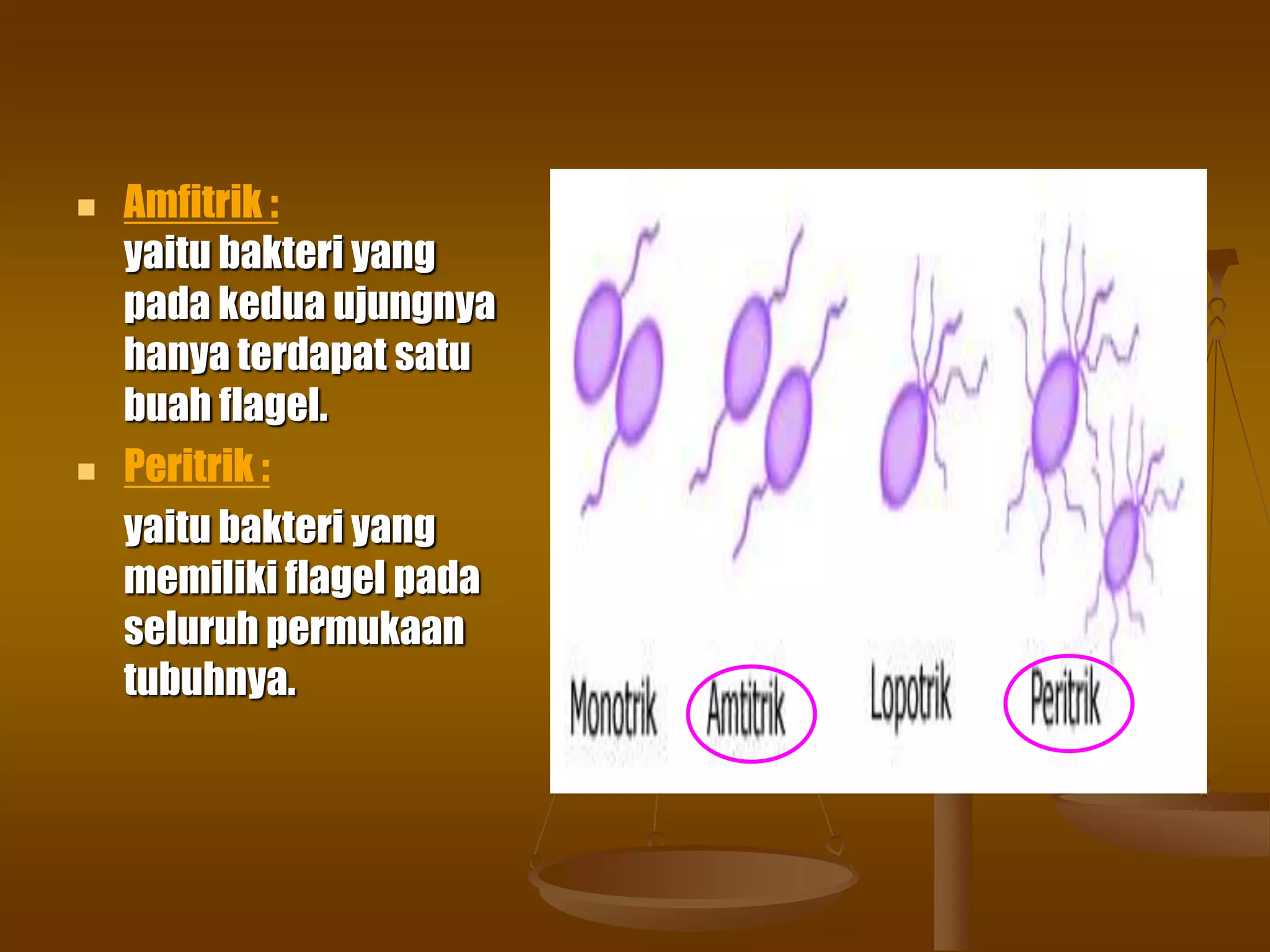 dasar-dasar-bakteriologi-2_(1)_2.ppt
