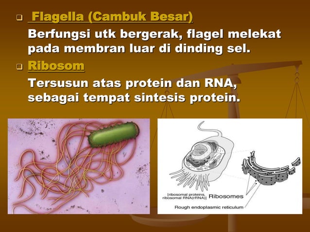 dasar-dasar-bakteriologi-2_(1)_2.ppt