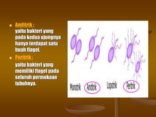 dasar-dasar-bakteriologi.ppt