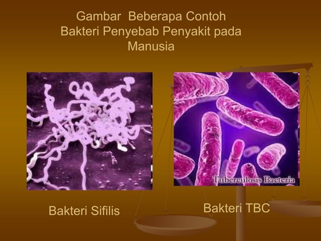 dasar-dasar-bakteriologi.ppt