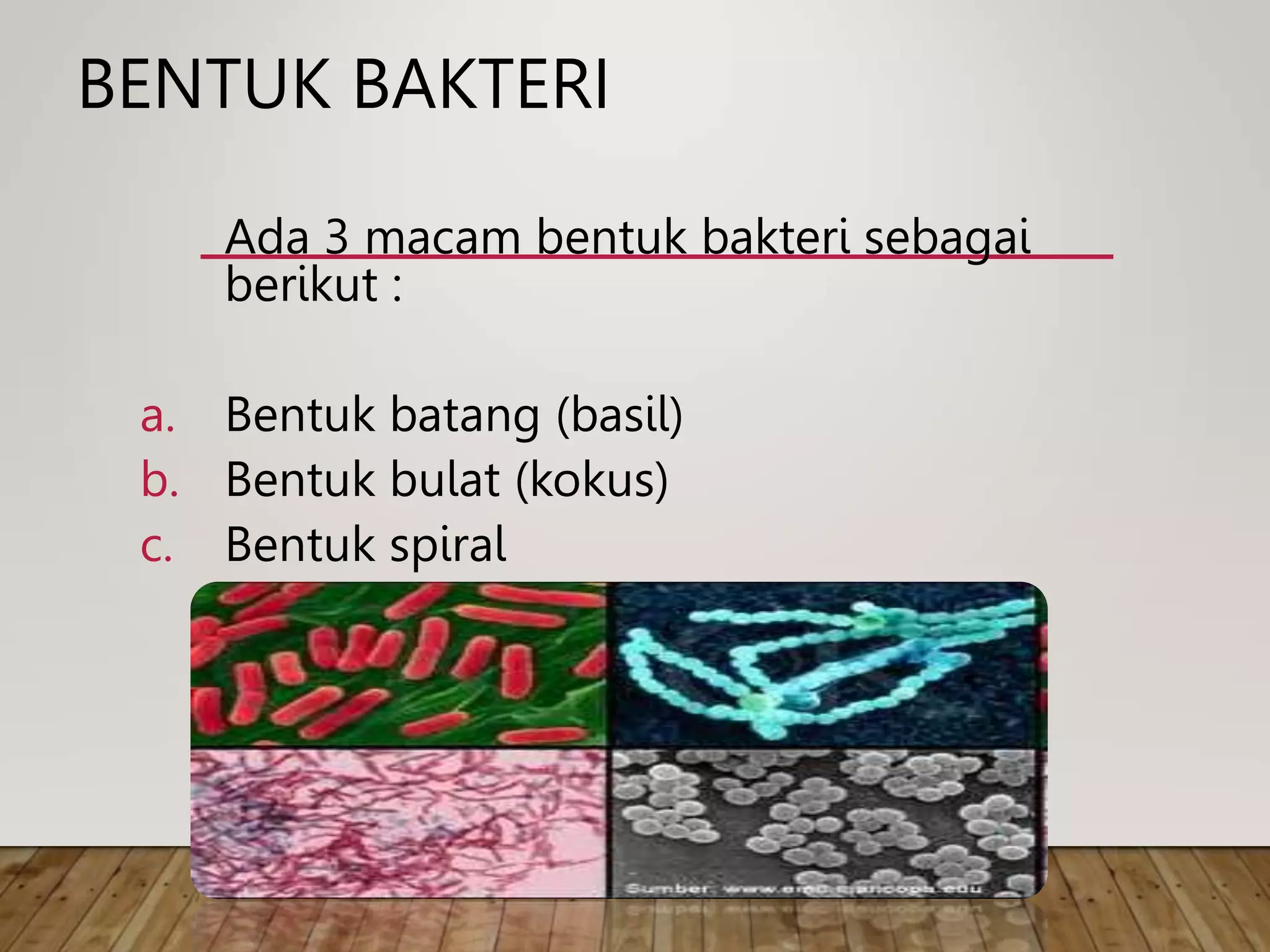 dasar-dasar-bakteriologi ppt.ppt