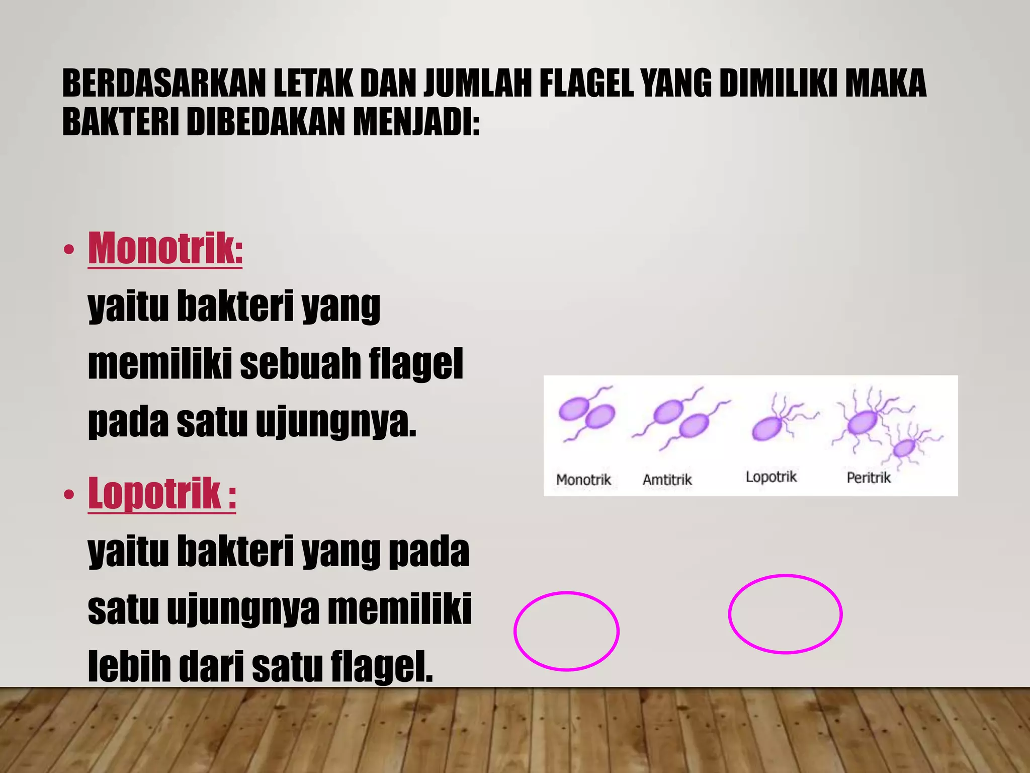 dasar-dasar-bakteriologi ppt.ppt