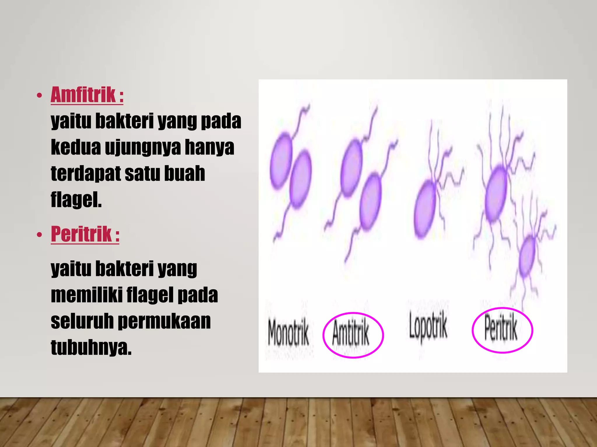 dasar-dasar-bakteriologi ppt.ppt