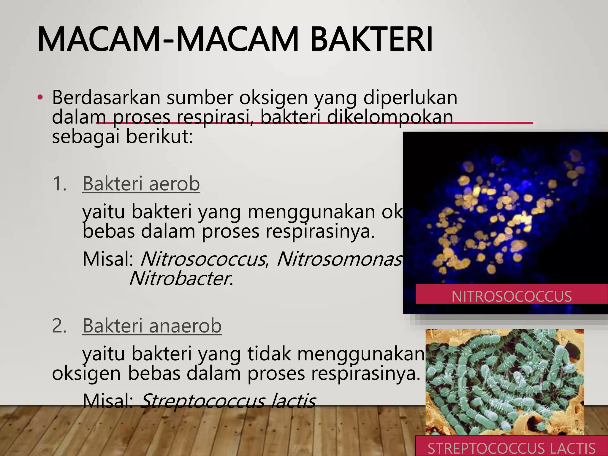 dasar-dasar-bakteriologi ppt.ppt