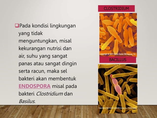 dasar-dasar-bakteriologi ppt.ppt