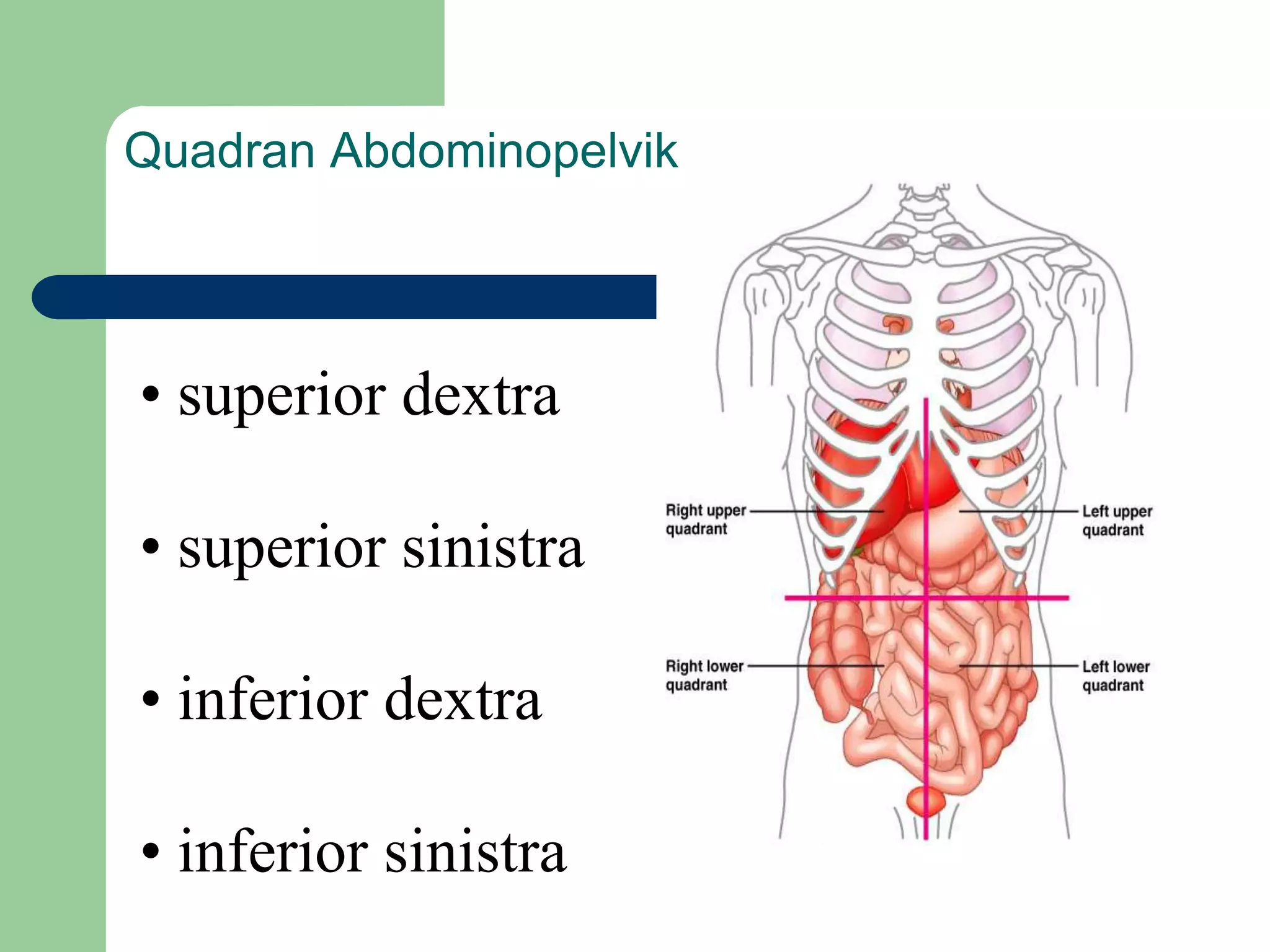 Dasar dasar anatomi | PPTX